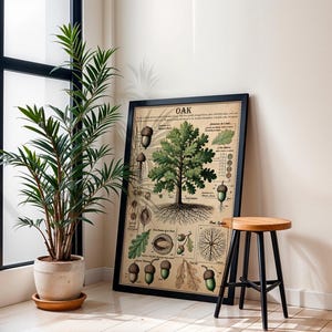 Oak Tree Anatomy Poster, Plant Illustration, Botanical Art Print ...