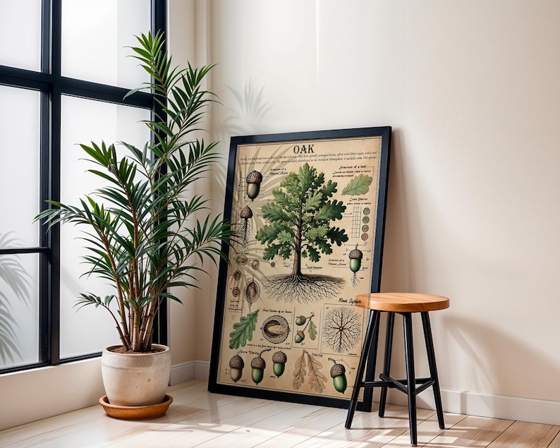 Oak Tree Anatomy Poster, Plant Illustration, Botanical Art Print ...