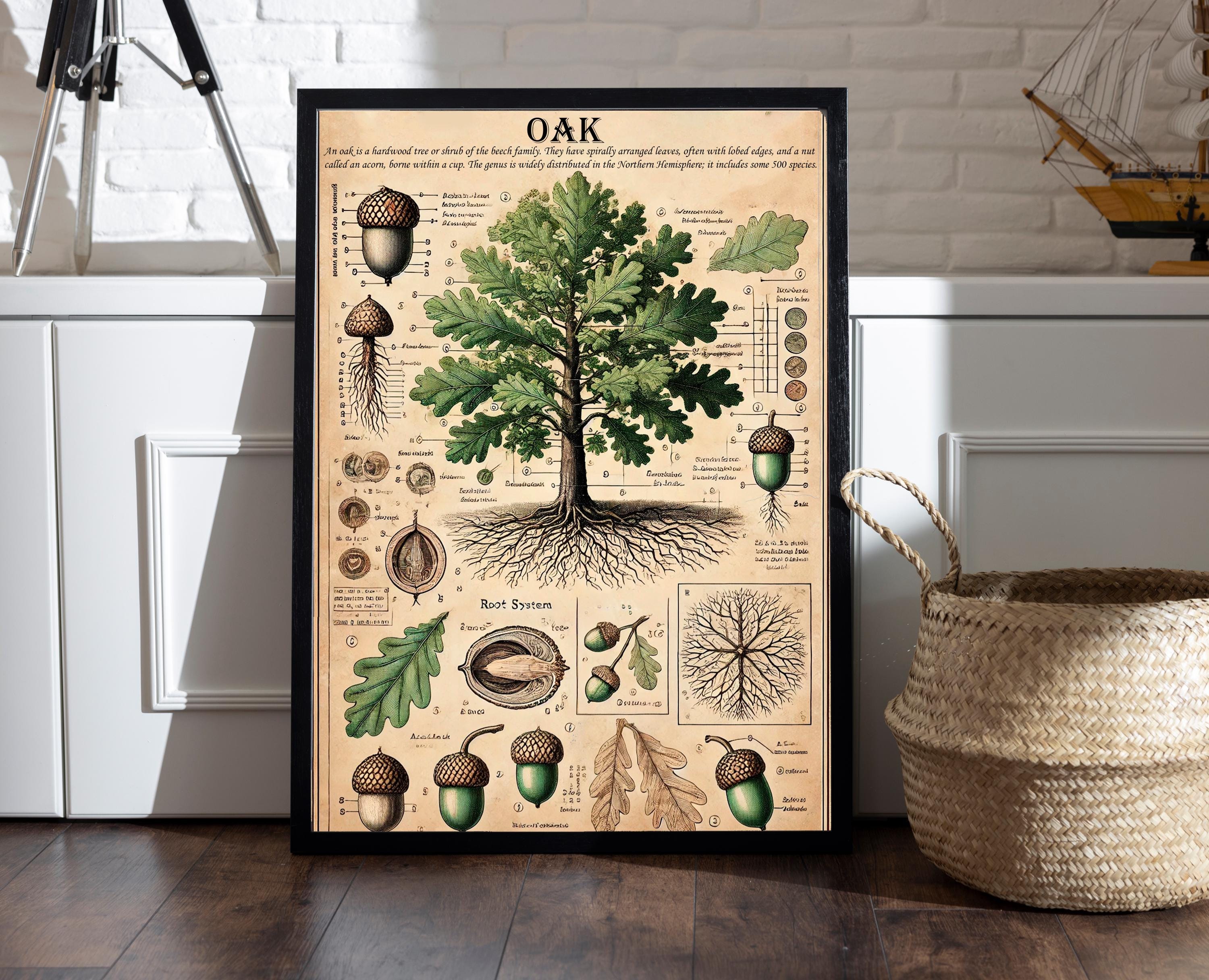 Oak Tree Anatomy Poster, Original Drawing, Botanical Art Print, Plants ...