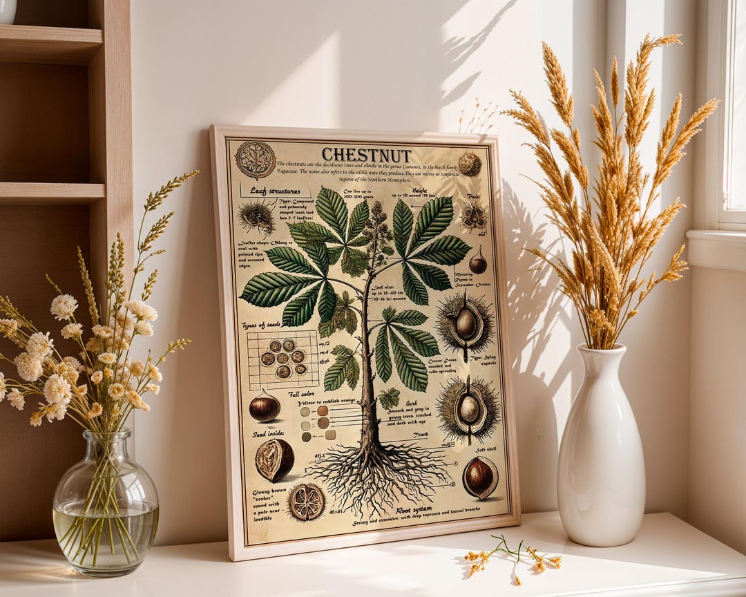 Chestnut Tree Anatomy Poster, Original Drawing, Botanical Art Print ...