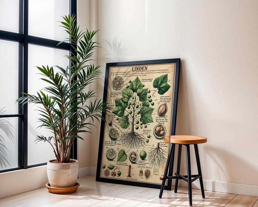 Linden Tree Anatomy Poster, Botanical Art Print, Plants and Trees Wall ...