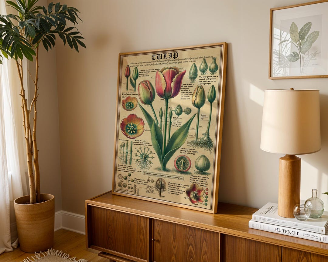 Tulip Anatomy Original Drawing Botanical Art Print Flowers Wall