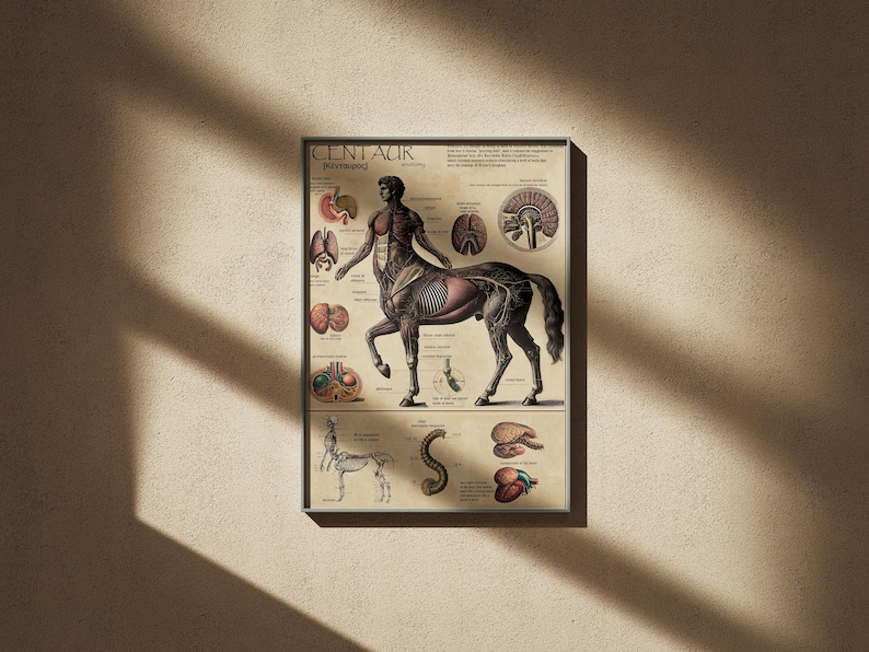 Centaur Anatomy Print: Medieval Mythical Creature Art - Etsy