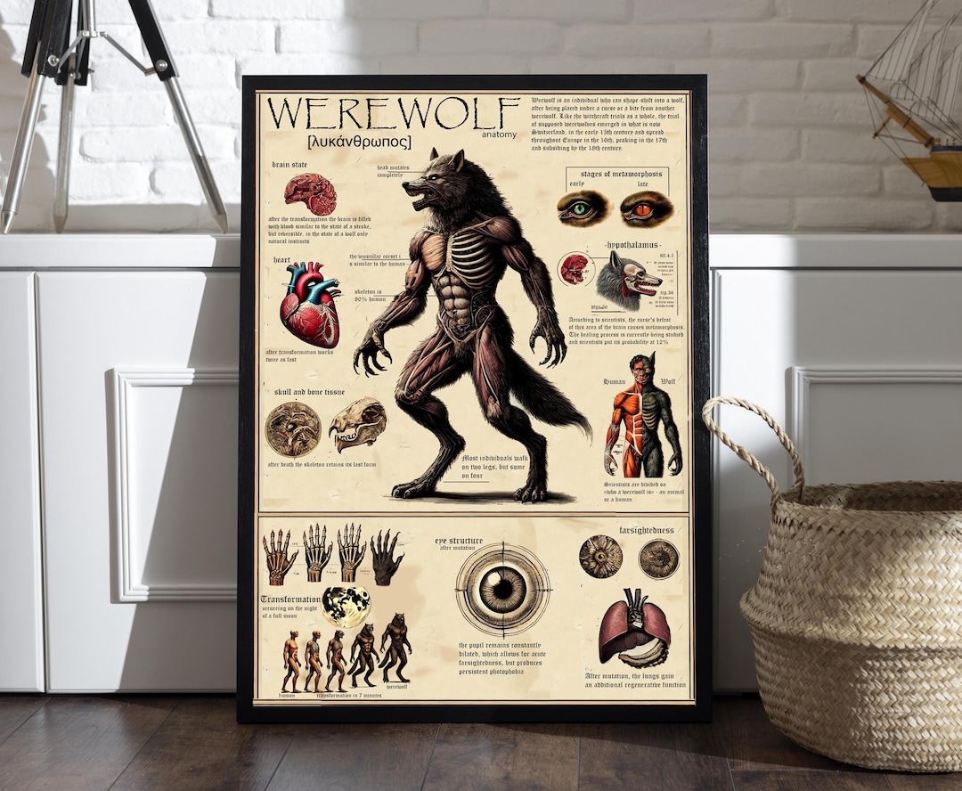 Werewolf Anatomy, Original Drawing, Fantasy Art Print, Medieval ...