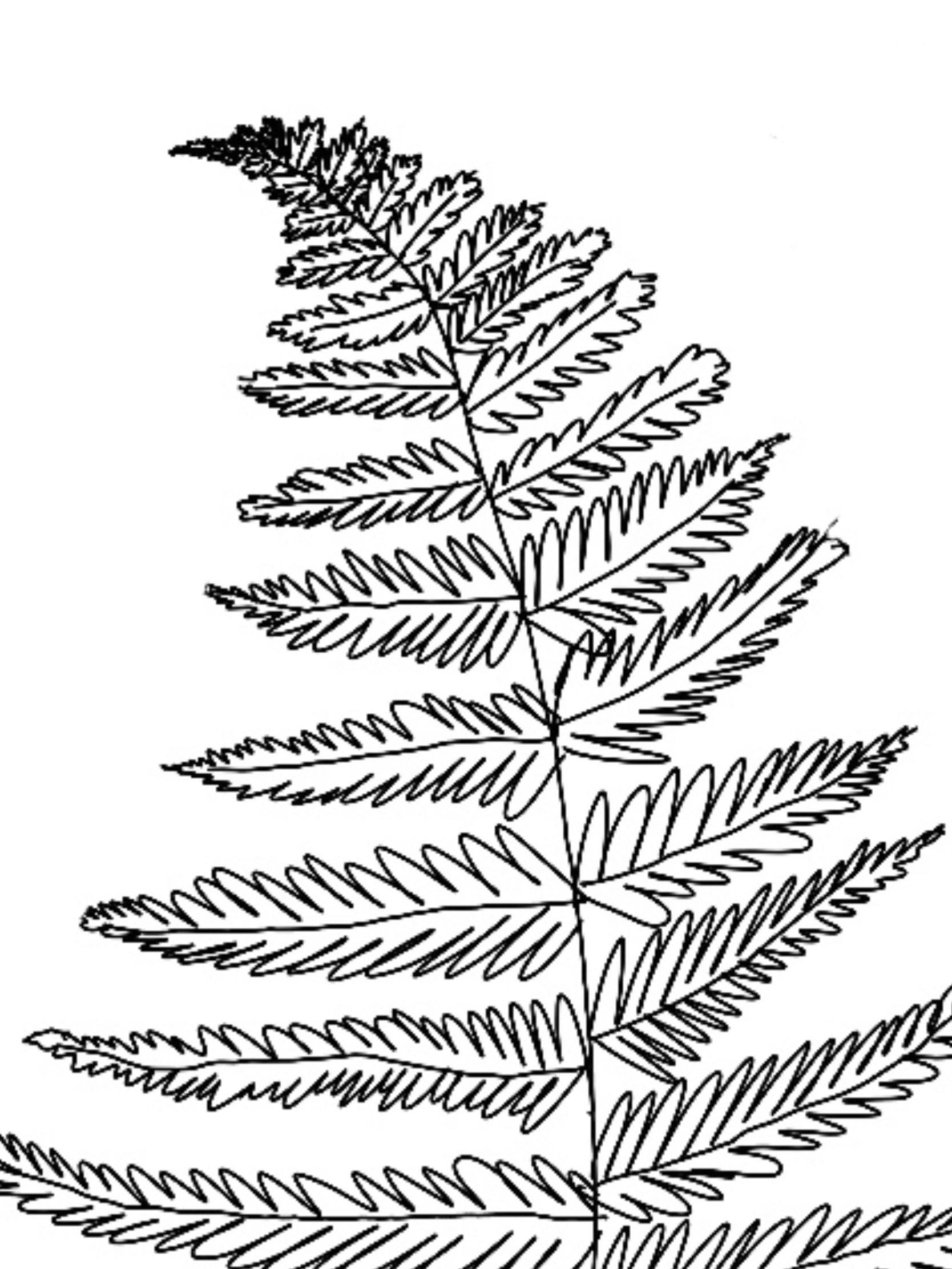 Black and White Fern Leaf Digital Print - Etsy