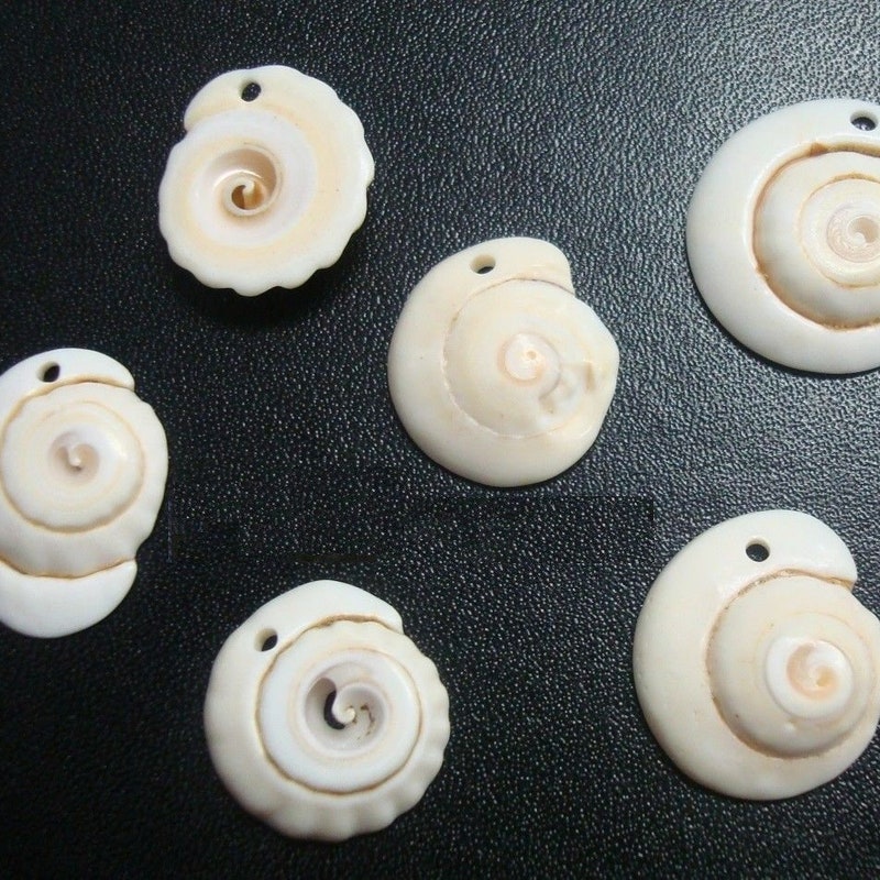 Drilled Seashells - Etsy