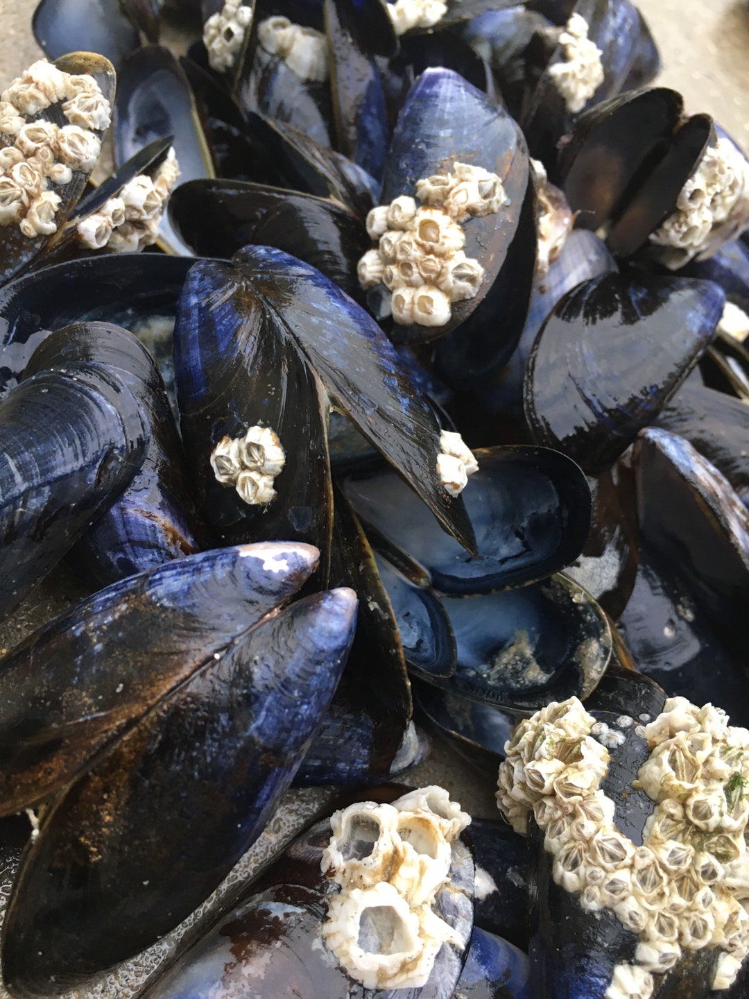 Mussels Shells 20 Beach Shoreline BE Coast Natural History Shadowbox ...