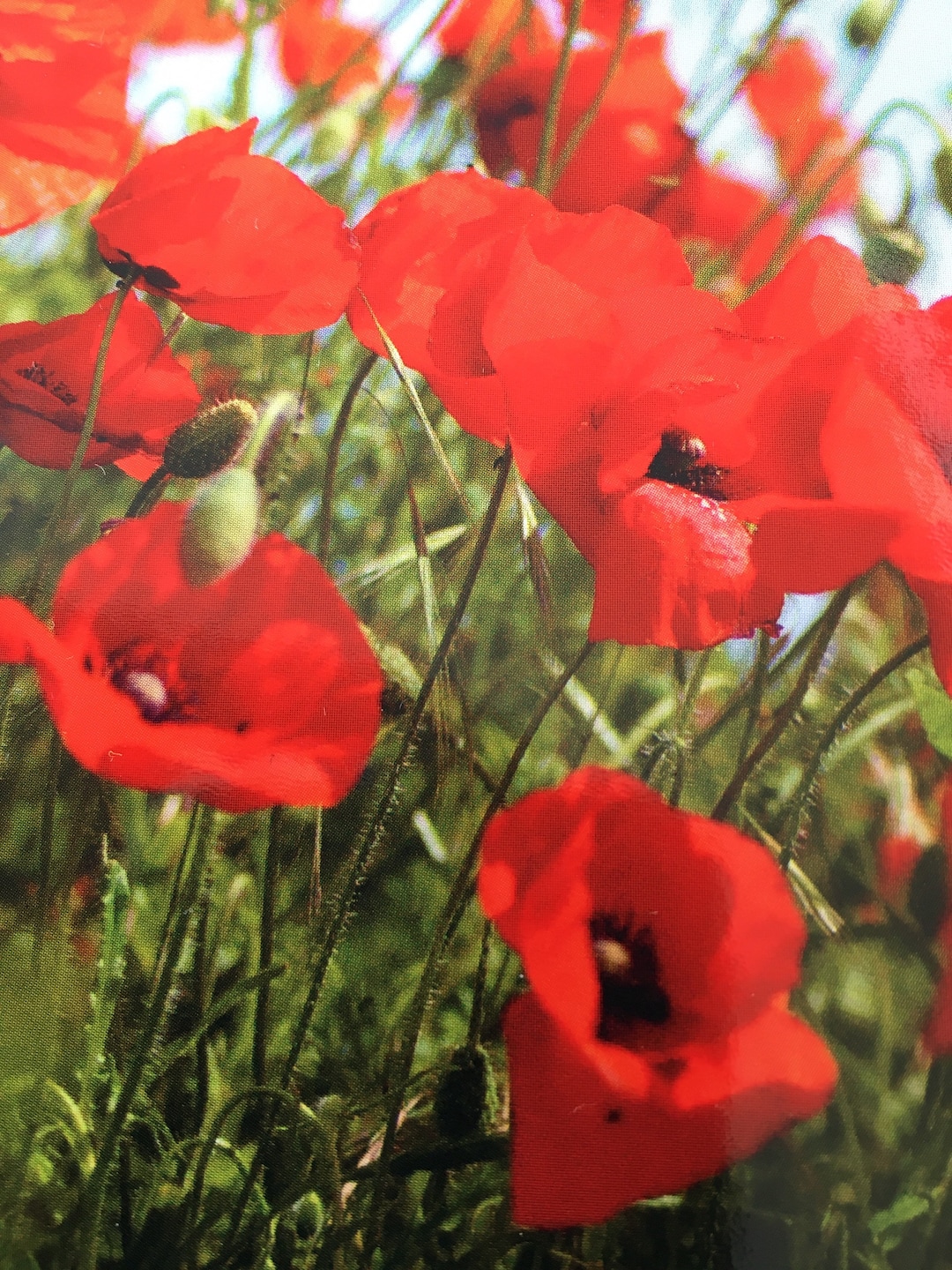 Poppies Seeds Flanders Fields War History Flowers Green Garden - Etsy ...