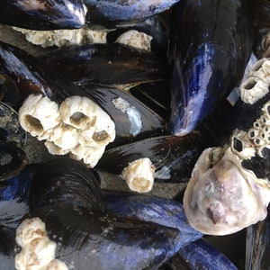 Mussels Shells 20 Beach Shoreline BE Coast Natural History Shadowbox ...