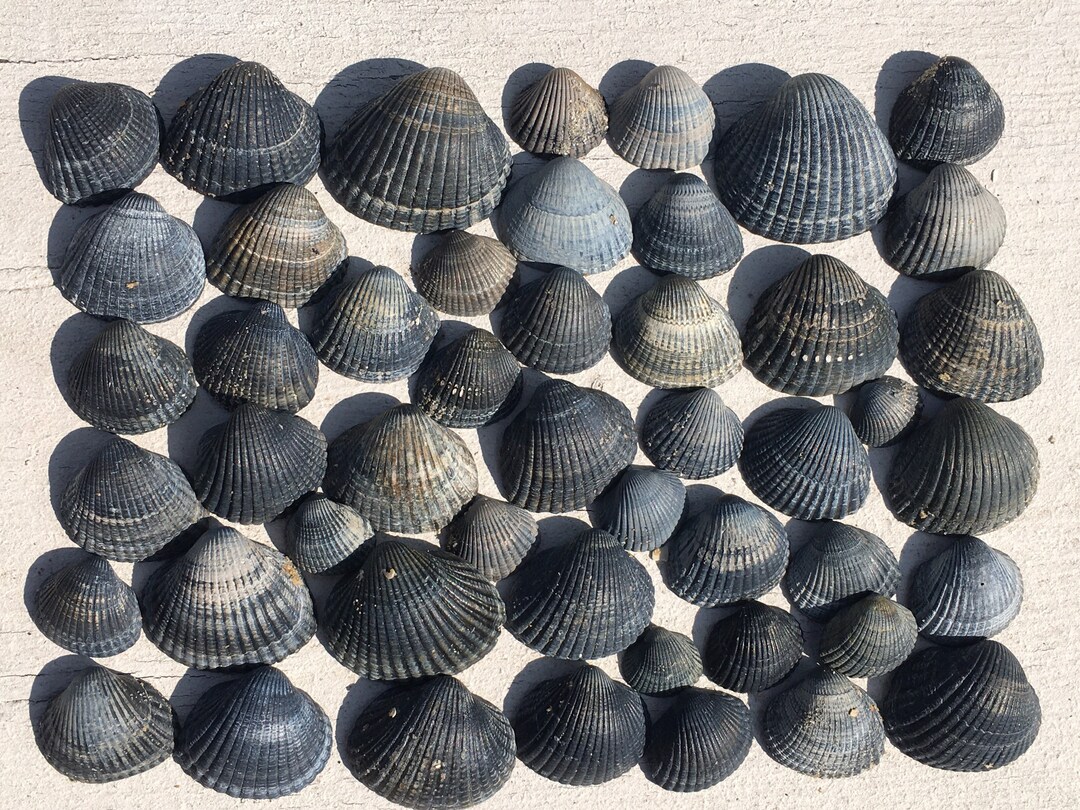 Black Shells Natural History Beach Shell 50 Belgium North Sea - Etsy