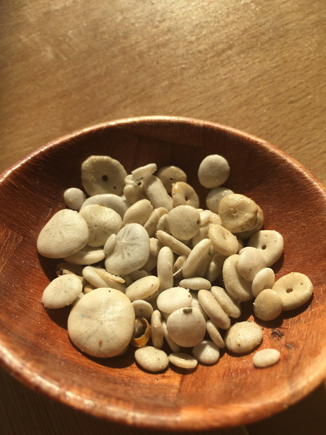 Shell Small Sand Dollar Baby Shell Belgium Coastal Unique Beach Finds ...