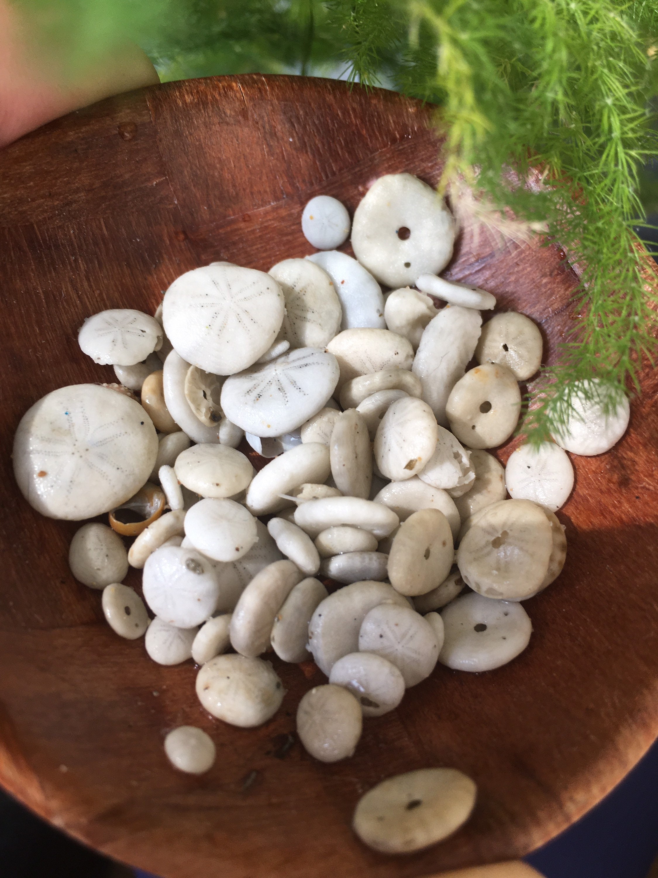 Shell Small Sand Dollar Baby Shell Belgium Coastal Unique Beach Finds ...