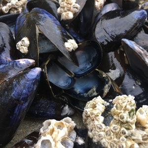 Mussels Shells 20 Beach Shoreline BE Coast Natural History Shadowbox ...