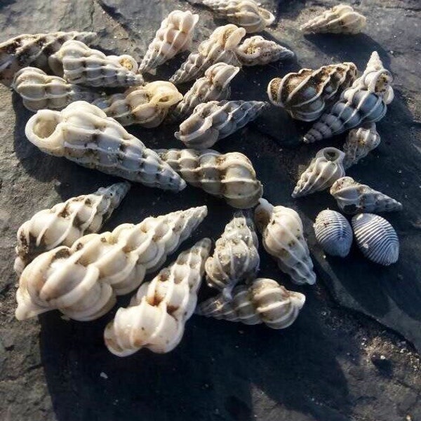 Rare Sea Shells - Etsy