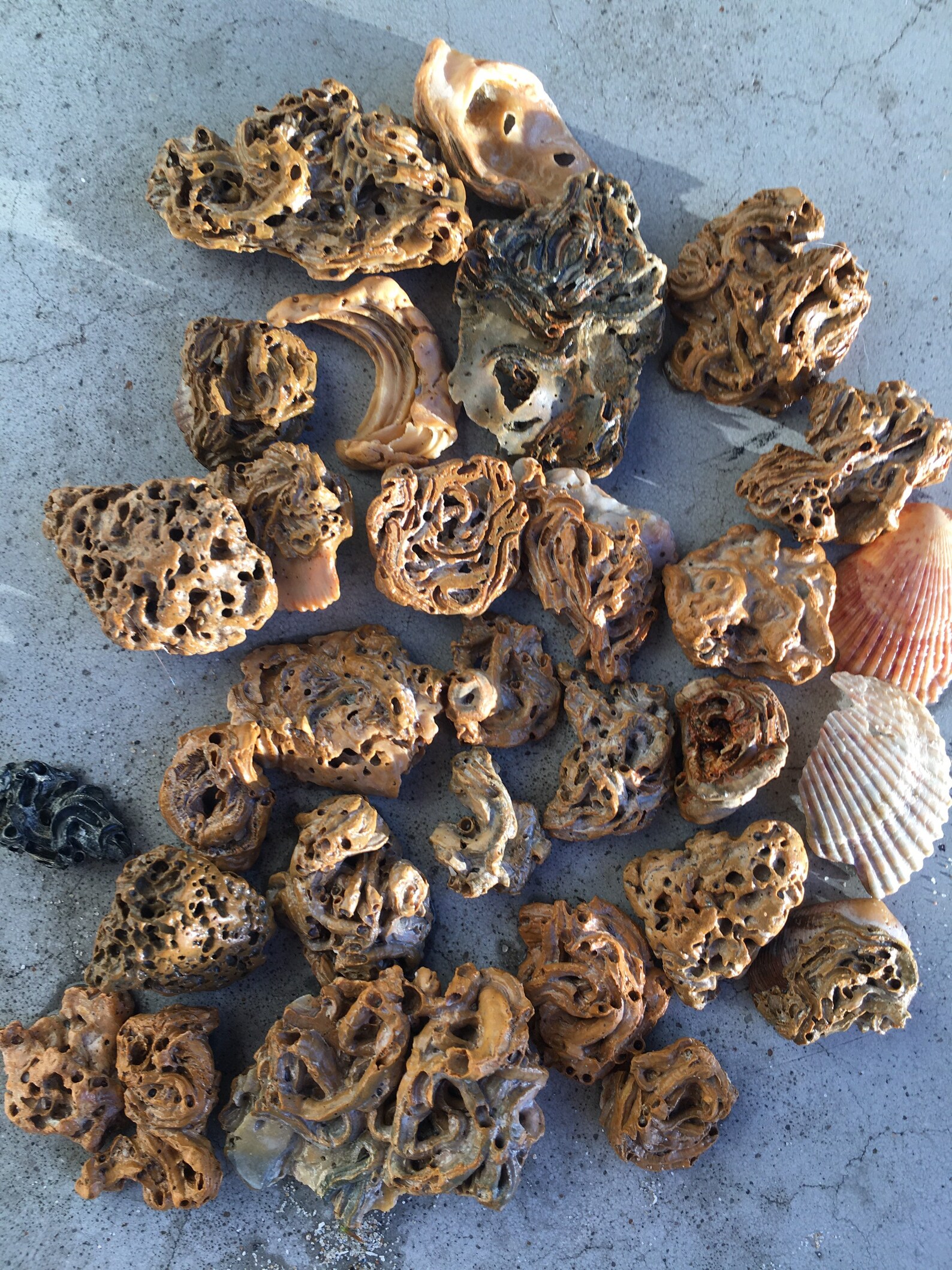 Natural history biology science Fossil Clam Shell Shadow box | Etsy