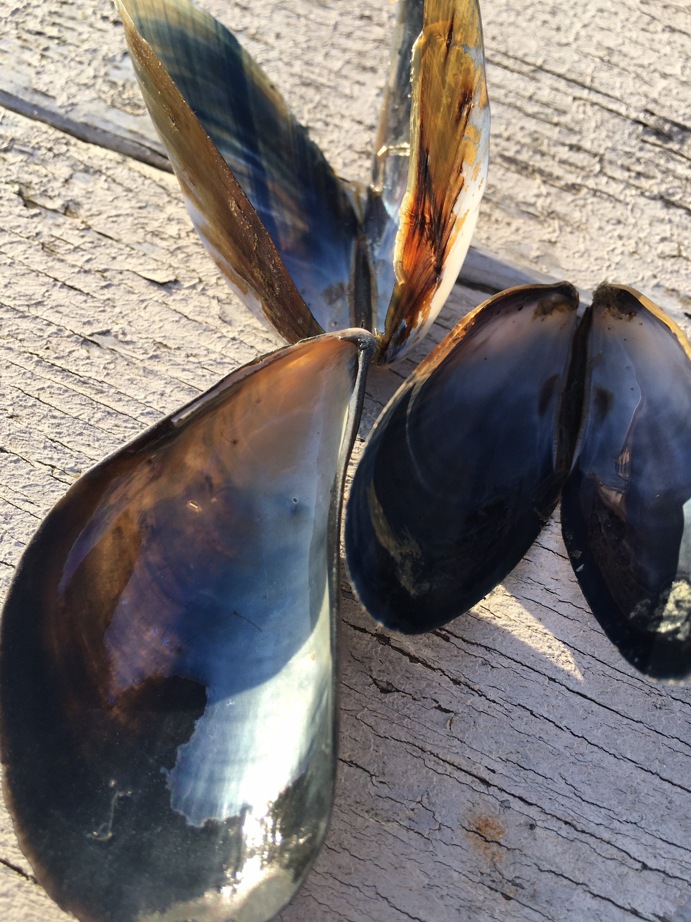 Buy Natural History North Sea Mussels Shadow Box Supplies Craft Project ...