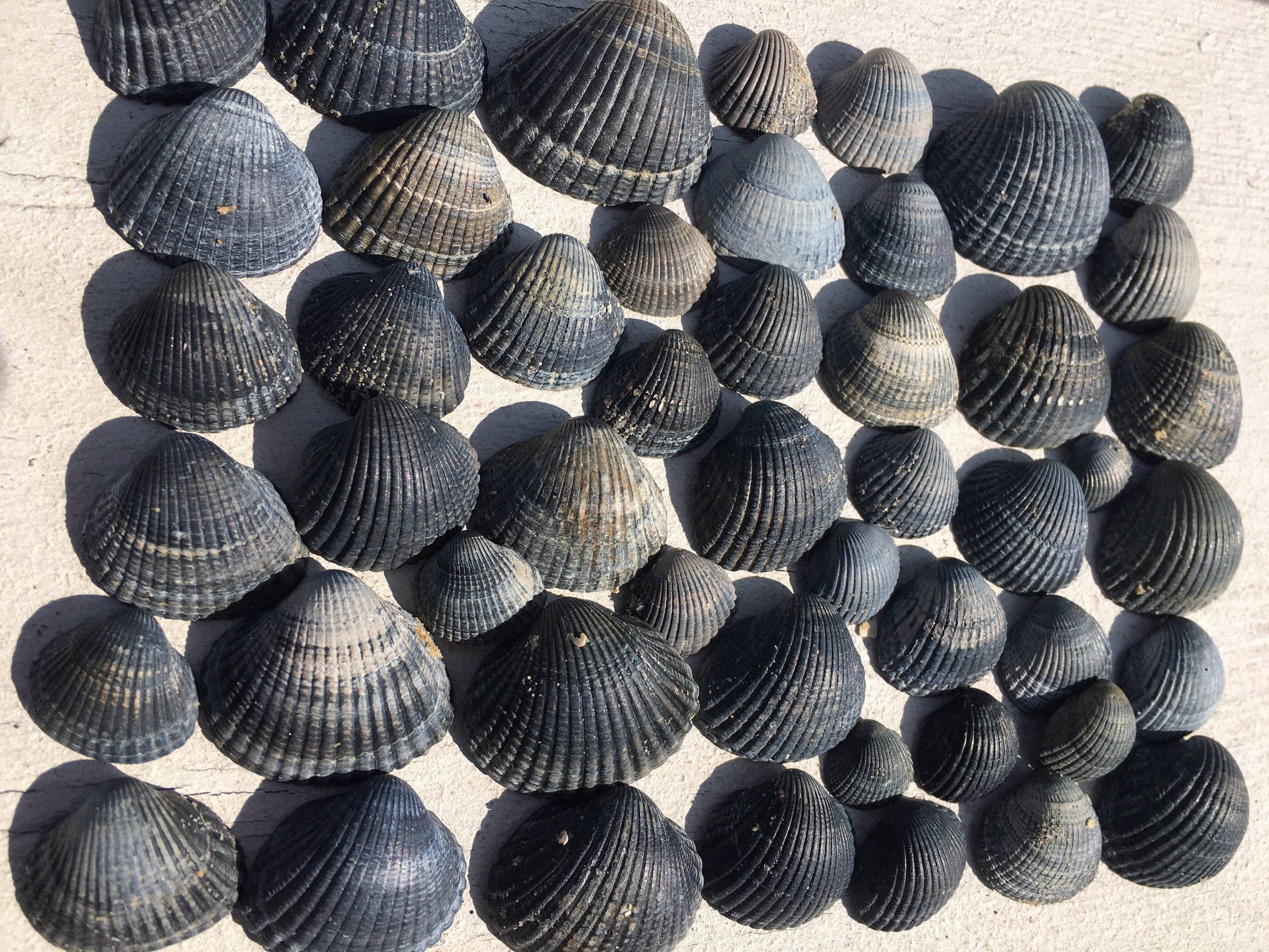 Natural history Black Shell 50 Natural shell Belgium North Sea | Etsy