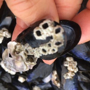 Mussels Shells 20 Beach Shoreline BE Coast Natural History Shadowbox ...