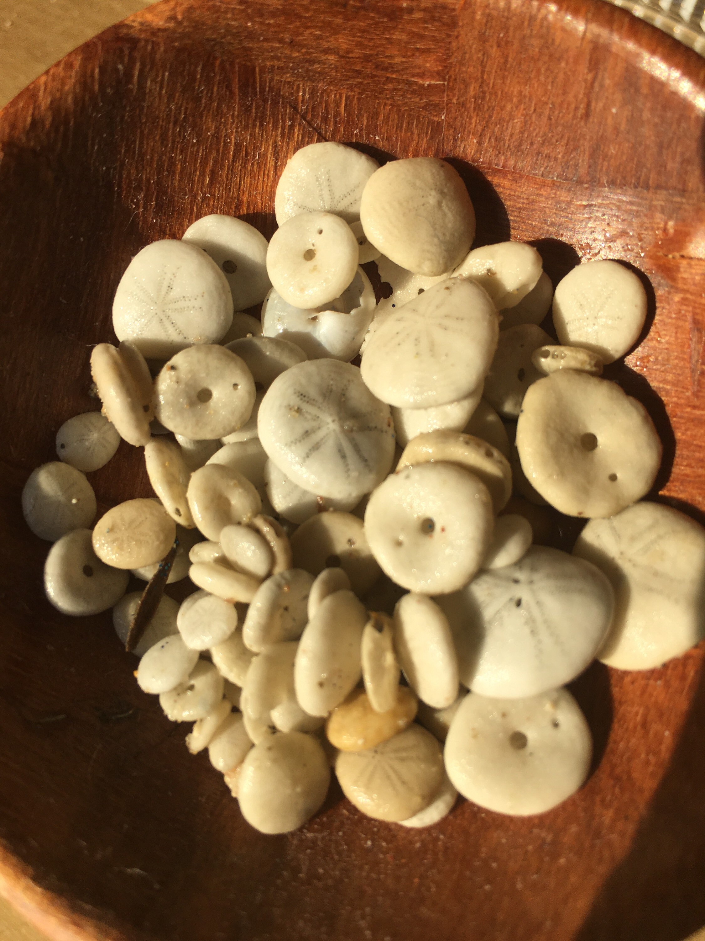 Shell Small Sand Dollar Baby Shell Belgium Coastal Unique Beach Finds ...