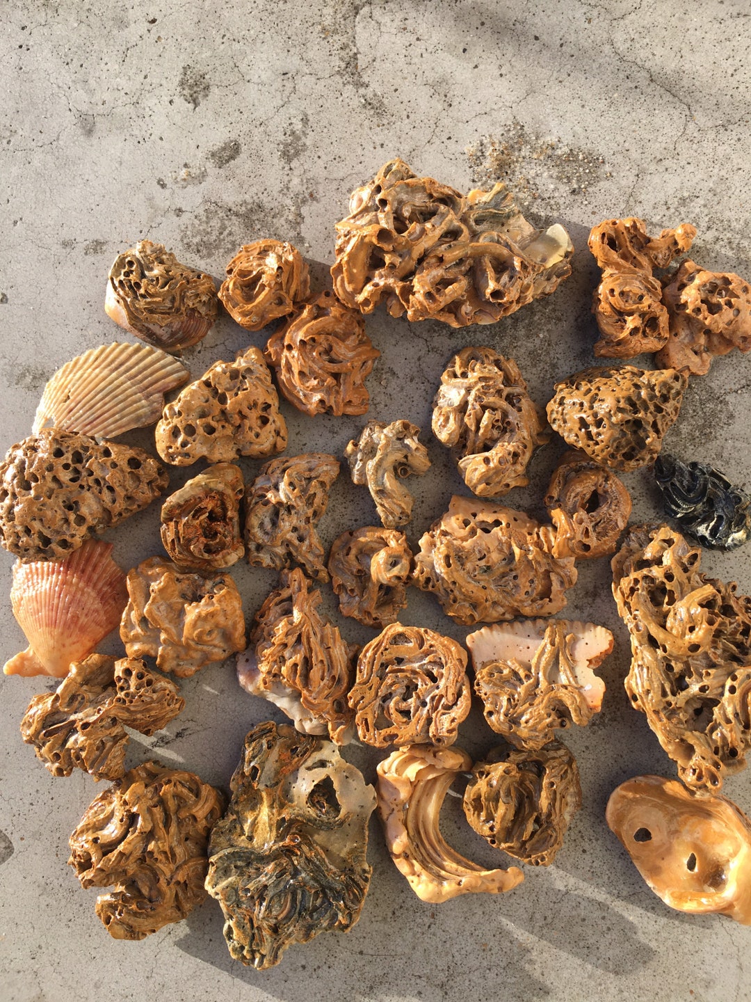 Natural History Biology Science Fossil Clam Shell Shadow Box Supplies ...