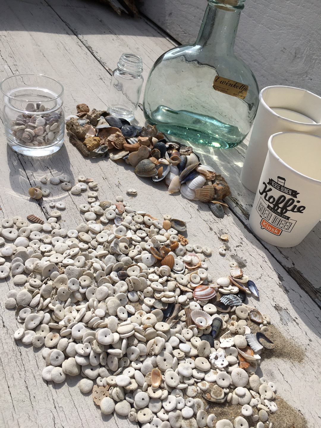 Mini Sand Dollar Shells: Belgian Shoreline, Jewelry Making, Shadow Box ...