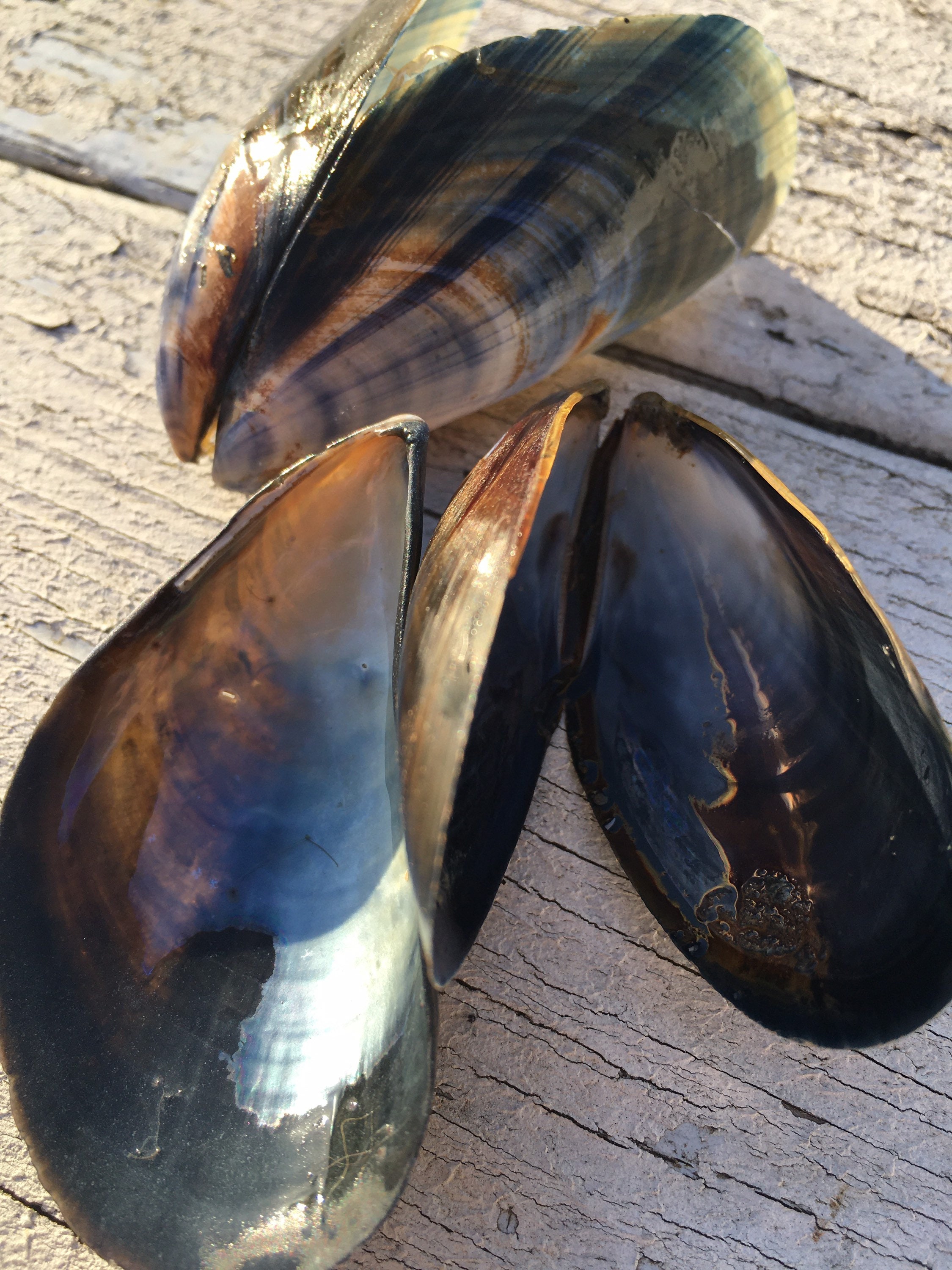 Buy Natural History North Sea Mussels Shadow Box Supplies Craft Project ...