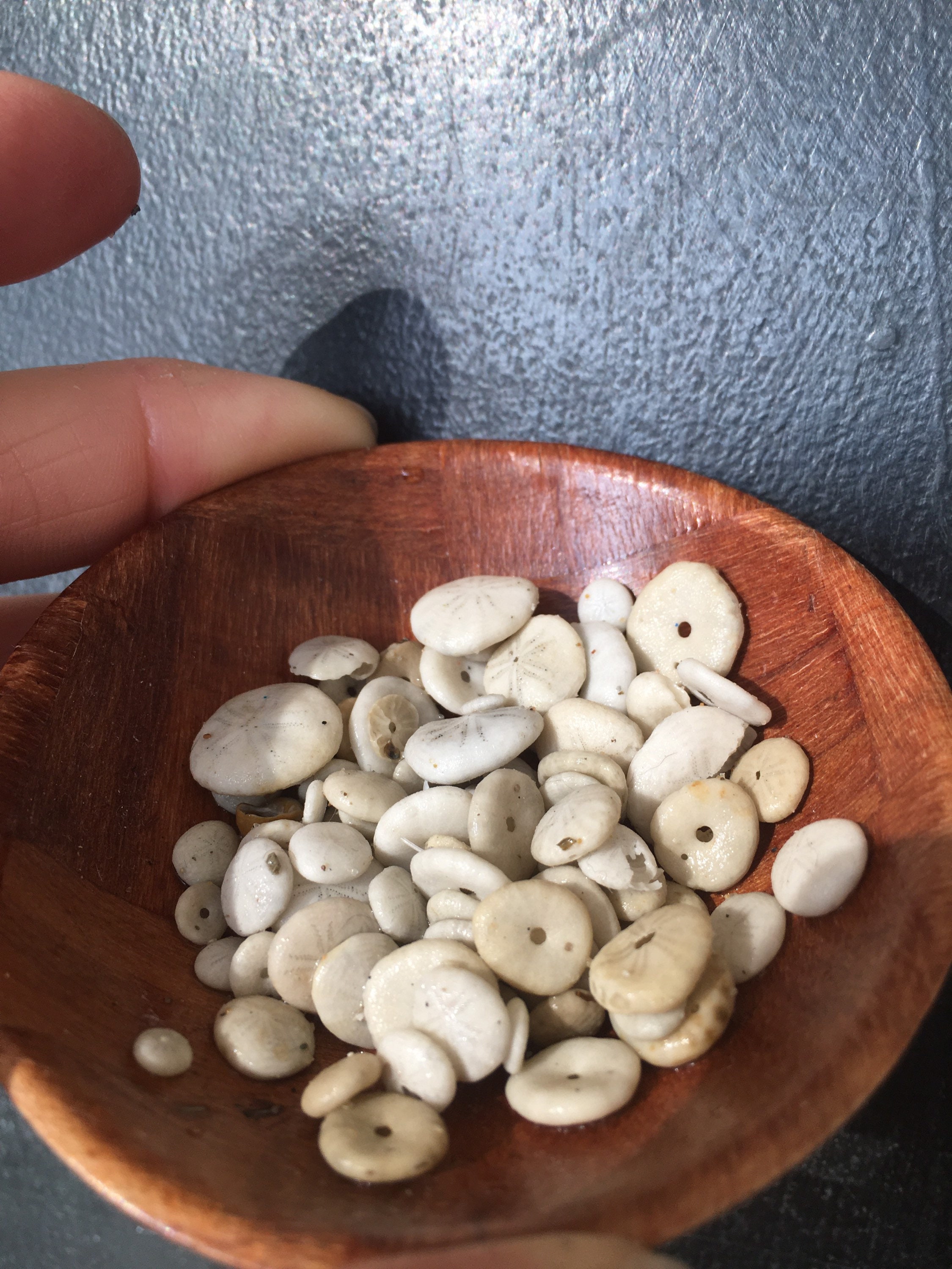 Shell Small Sand Dollar Baby Shell Belgium Coastal Unique Beach Finds ...