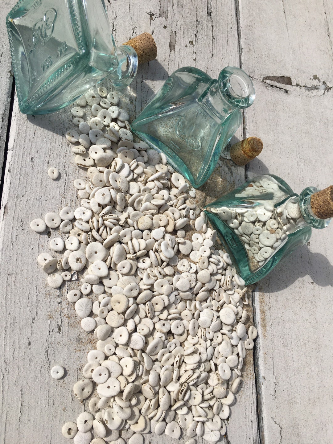 Beach Sand Dollars in Glass Jar – Belgium Coastline Boho Decor - Etsy