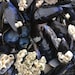 Mussels Shells 20 Beach Shoreline BE Coast Natural History Shadowbox ...