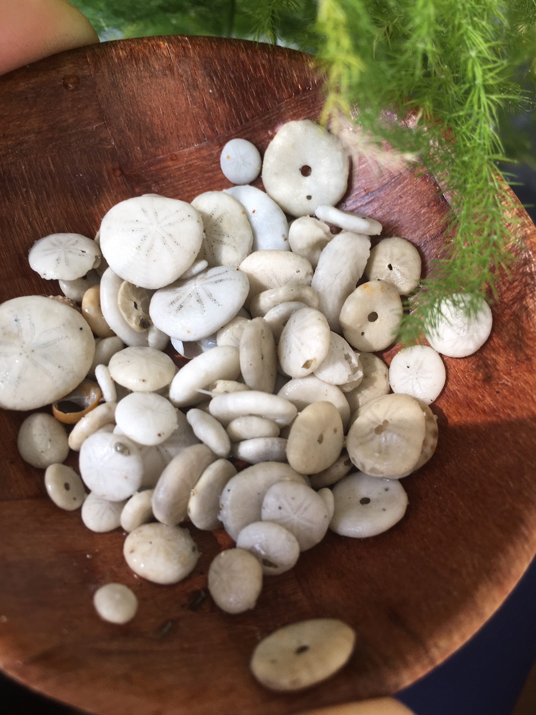 Shell Small Sand Dollar Baby Shell Belgium Coastal Unique Beach Finds ...