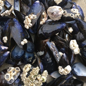 Mussels Shells 20 Beach Shoreline BE Coast Natural History Shadowbox ...