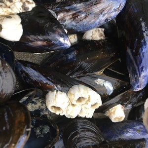 Mussels Shells 20 Beach Shoreline BE Coast Natural History Shadowbox ...
