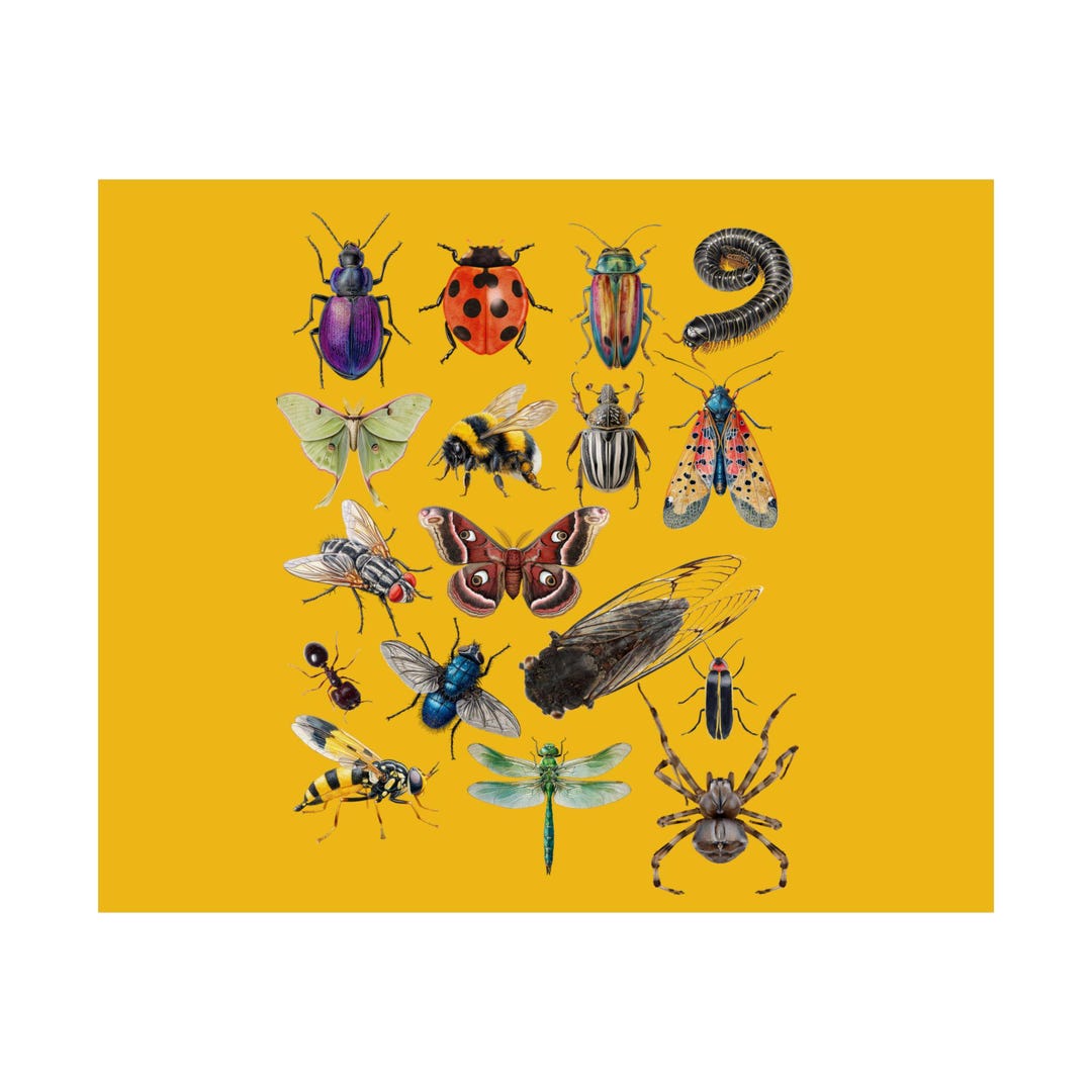 Insect Illustrated Satin Posters, Vintage Bug Wall Art, Nature Decor ...