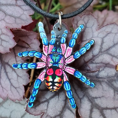 Brazilian Jewel Tarantula Typhochlaena Seladonia Wooden - Etsy