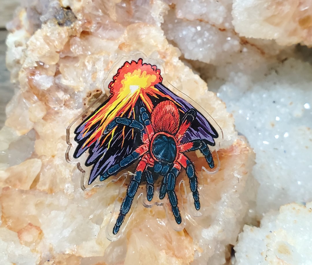 Acrylic Pin - Lava Spider Davus Sp 'panama Tarantula - Made With ...