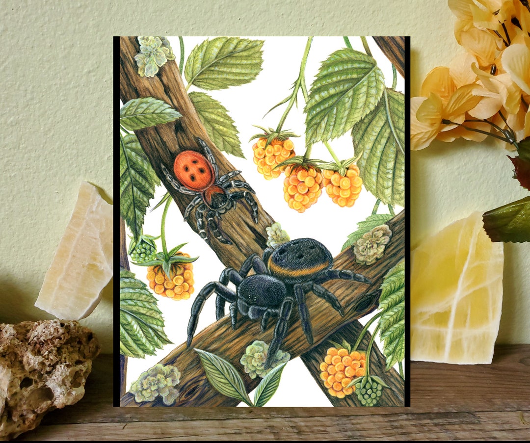 Velvet Spider Pair - Limited Edition 11x14 Print - by Laura Airey Le ...