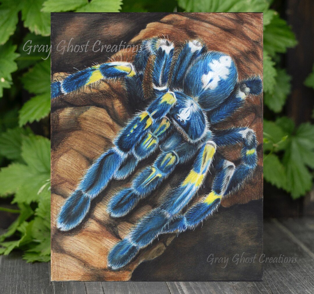 Gooty Sapphire Tarantula - Fine Art Print - by Laura Airey Le - P ...