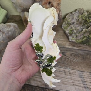 Custom Painted Cicada and Hand Sculpted Mushrooms on a Real Beautiful ...