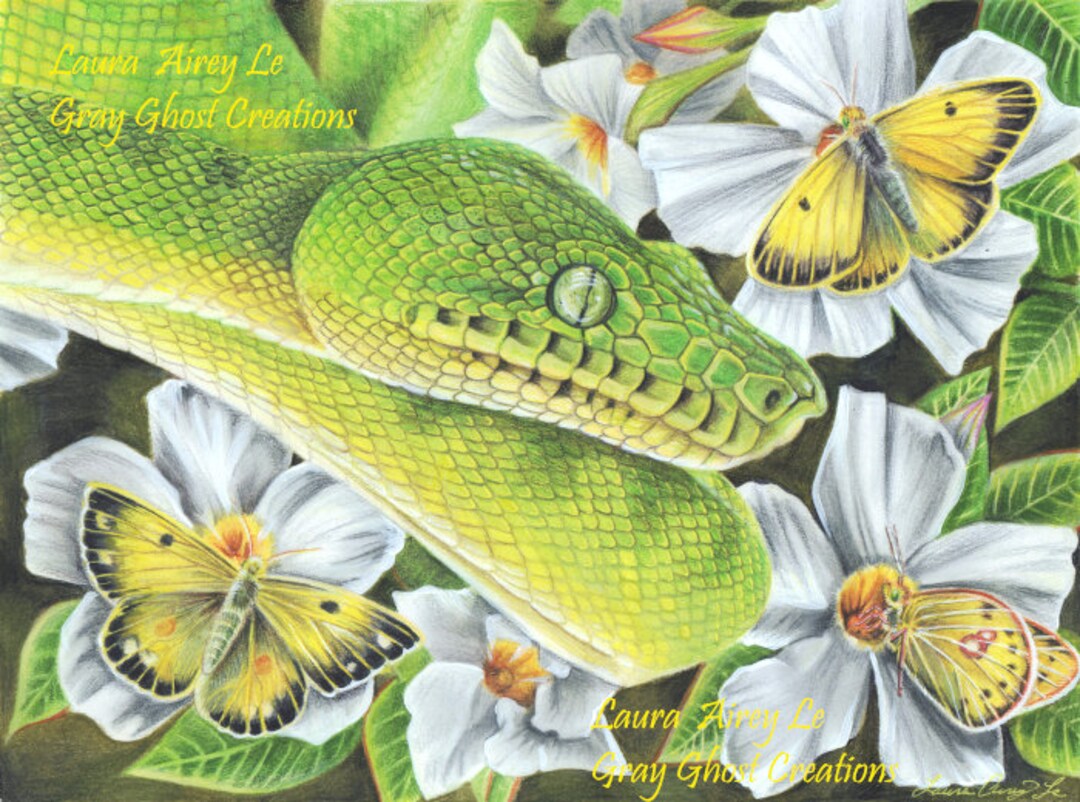 Emerald Tree Boa Fine Art Print Reptile Snake by Laura Airey Le Garden ...