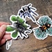 Tarantula Sticker Pack 4 Glossy Waterproof 2.75 Inch Stickers OBT G ...