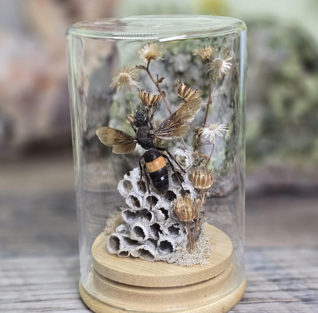 Real Giant Wasp Curiosity Jar - Real Dried Flowers and Wasp Nest ...