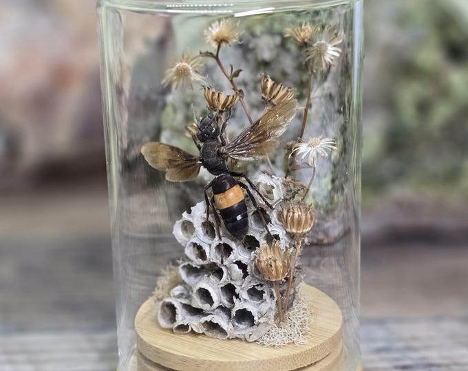 Real Giant Wasp Curiosity Jar - Real Dried Flowers and Wasp Nest ...