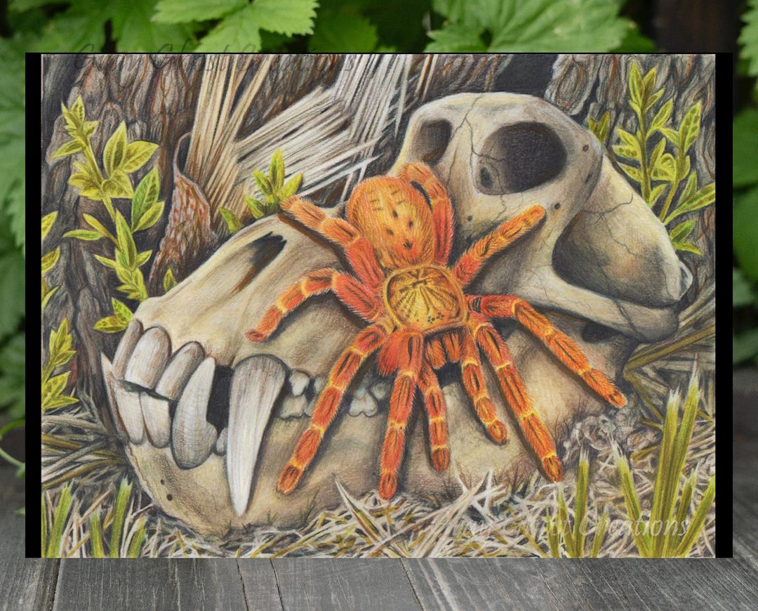 Orange Baboon Tarantula Art Print: P. Murinus, Baboon Skull - Etsy