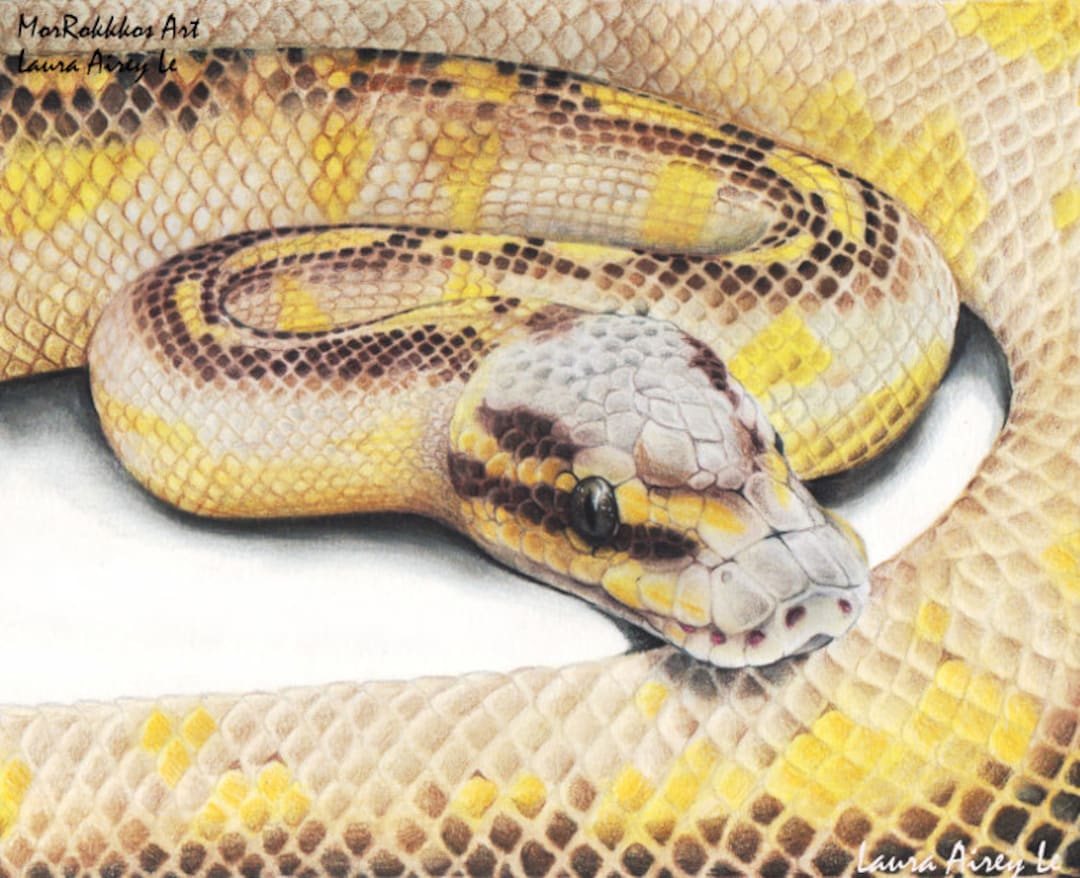 Pastel Highway - Fine Art Print- Ball Python - by Laura Airey Le - Ball ...