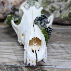 Custom Painted Cicada and Hand Sculpted Mushrooms on a Real Beautiful ...