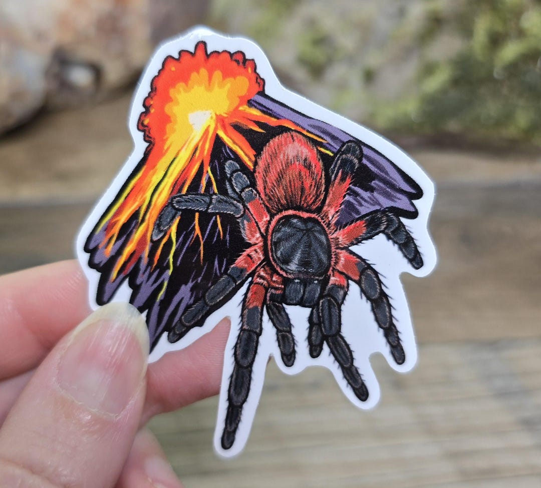 Lava Spider Davus Sp Panama Tarantula Sticker - 3 Inch Glossy Sticker ...