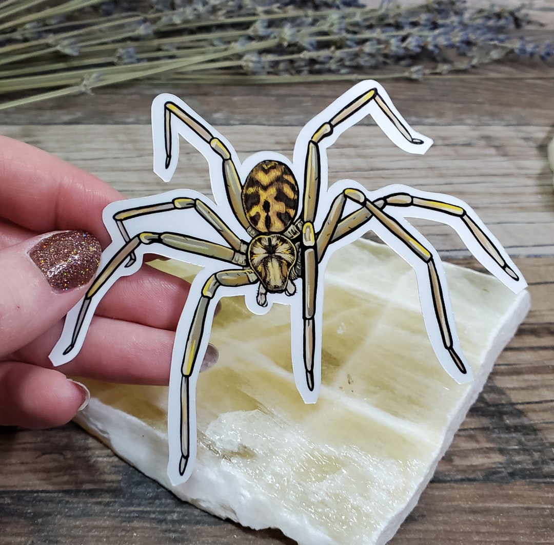 Loxosceles Simillima South African Recluse Sticker - 4 Inch Glossy ...