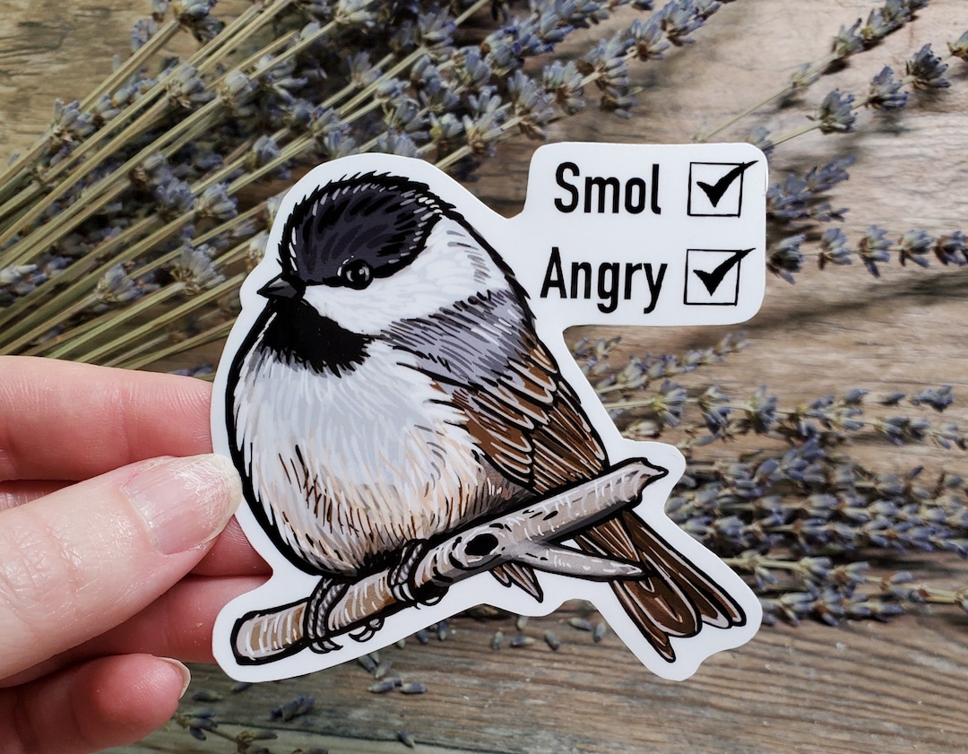 Smol and Angry Black Capped Chickadee Sticker - 4 Inch Glossy ...