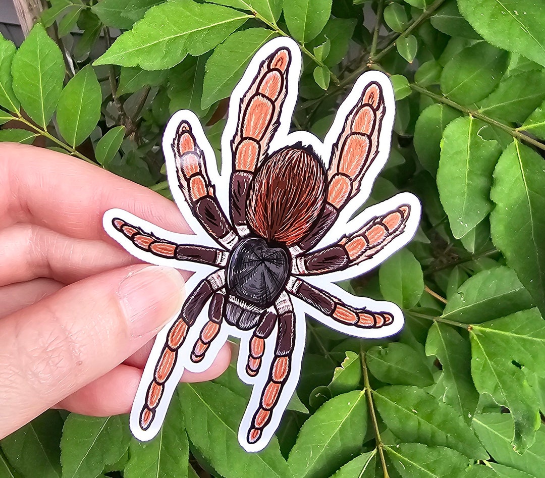 Megaphobema Robustum Tarantula Sticker - 3.75 Inch Glossy Colombian Red ...