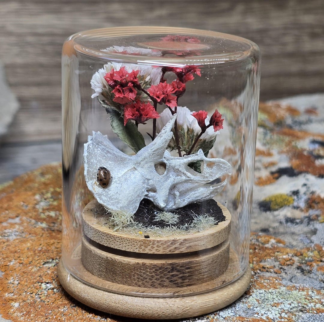 Replica Triceratops Skull Display: Real Ladybug Curiosity Jar - Etsy